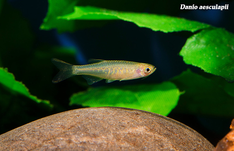 Wet Spot Tropical Fish | Danios and Micro Rasboras (Danioninae) | Danio ...